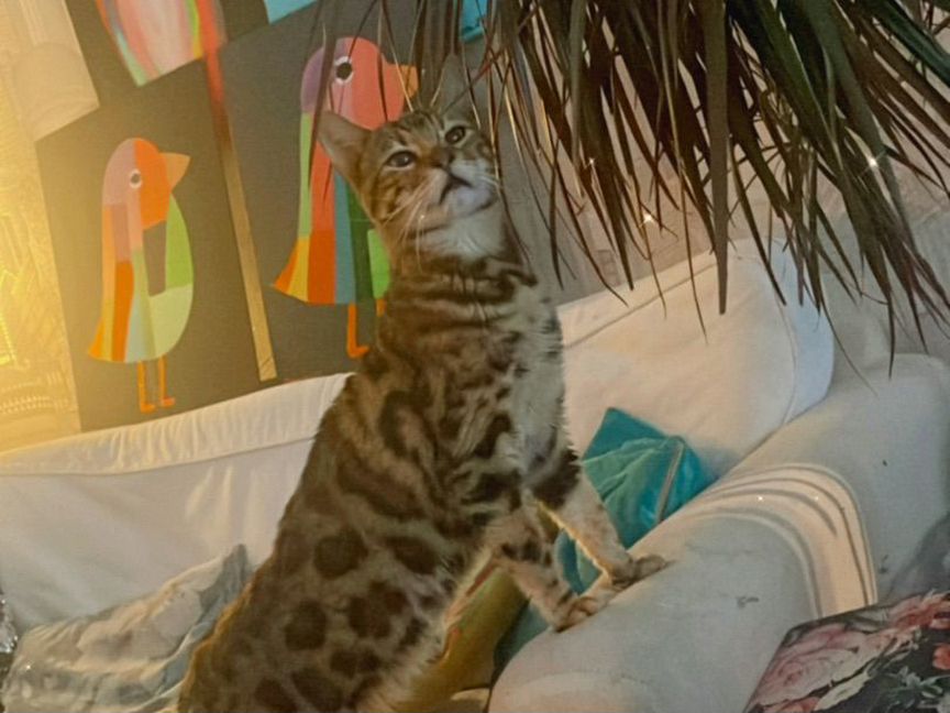 Бенгальская кошка
