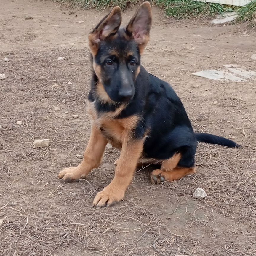 Щенок немецкой овчарки