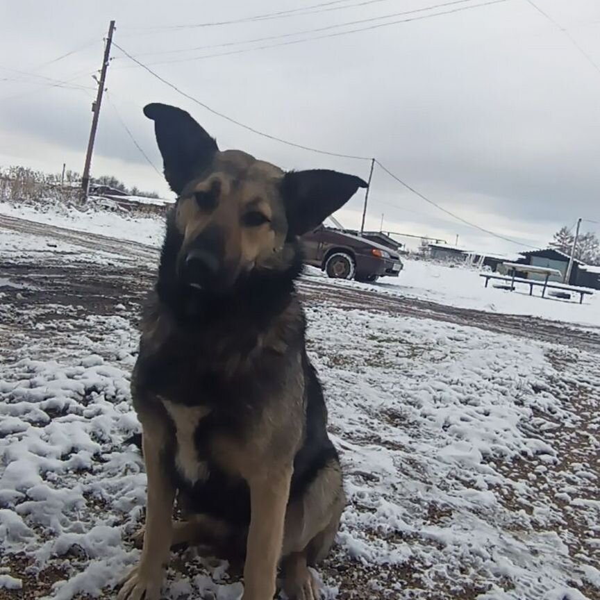 Собака в добрые руки Белла дворняга