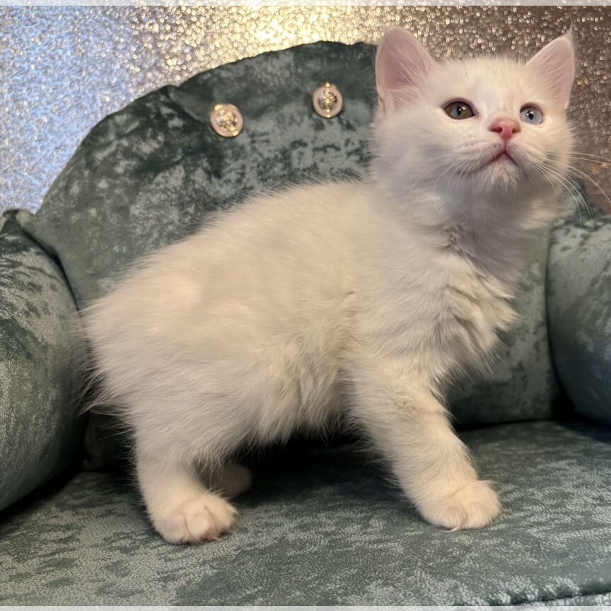 Курильский бобтейл длинношёрстный котёнок