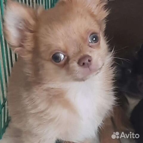 Милый мальчик чихуахуа, 3 мес