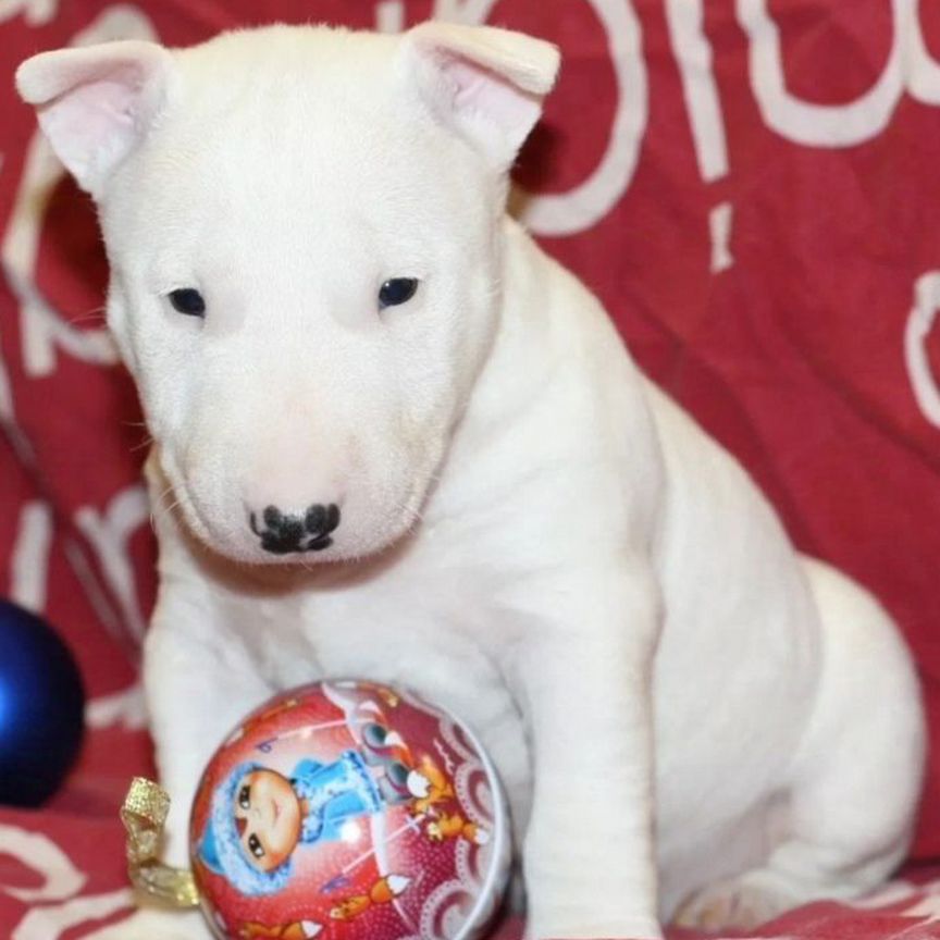 Бультерьер щенки