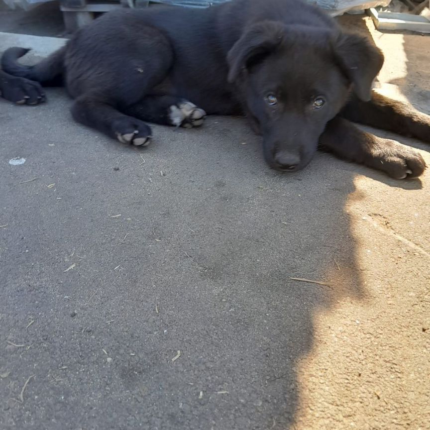 Щенки в добрые руки