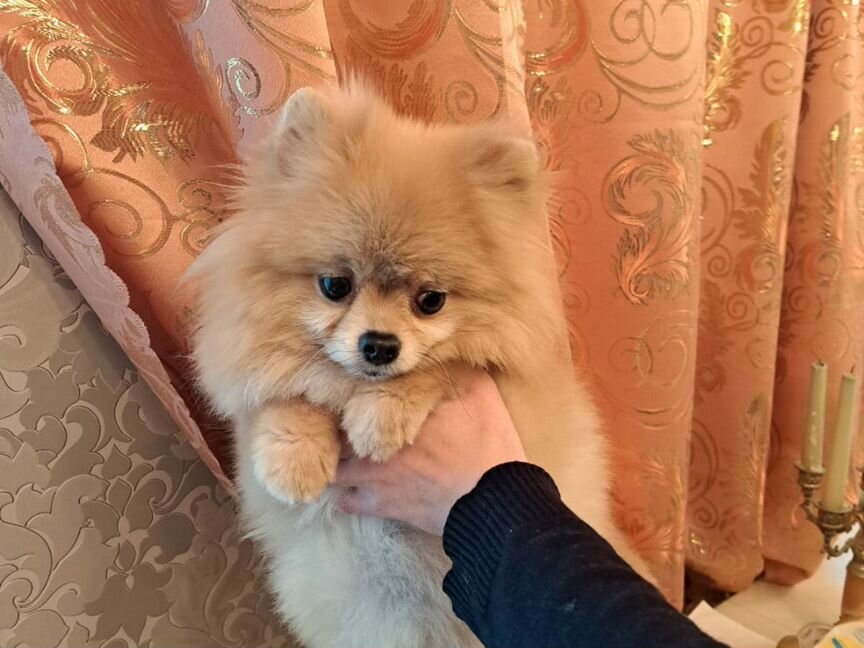 Померанский шпиц