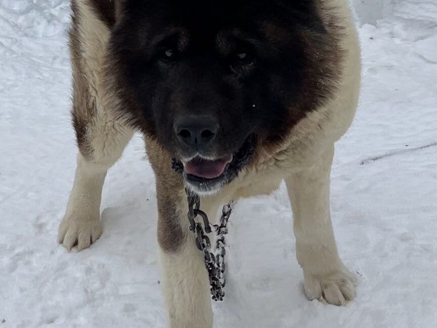 Сторожевая собака Американская акита ину