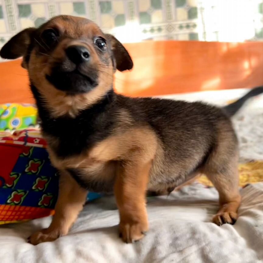 Щенок в добрые руки