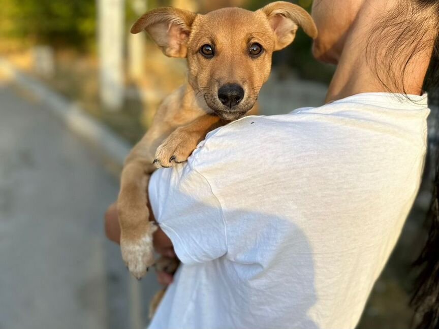 Щенок девочка умная очень