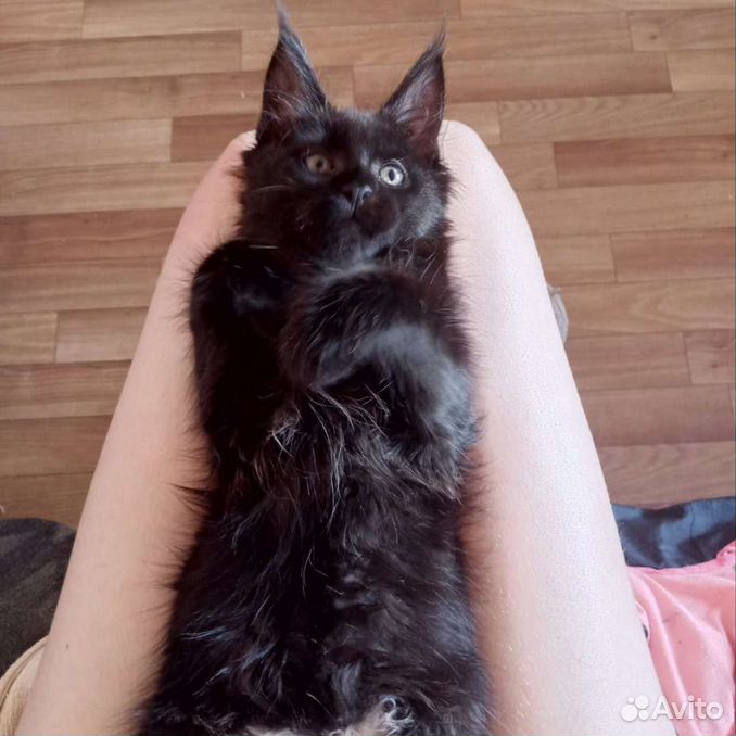 Котята мэйн кун,цена договорная