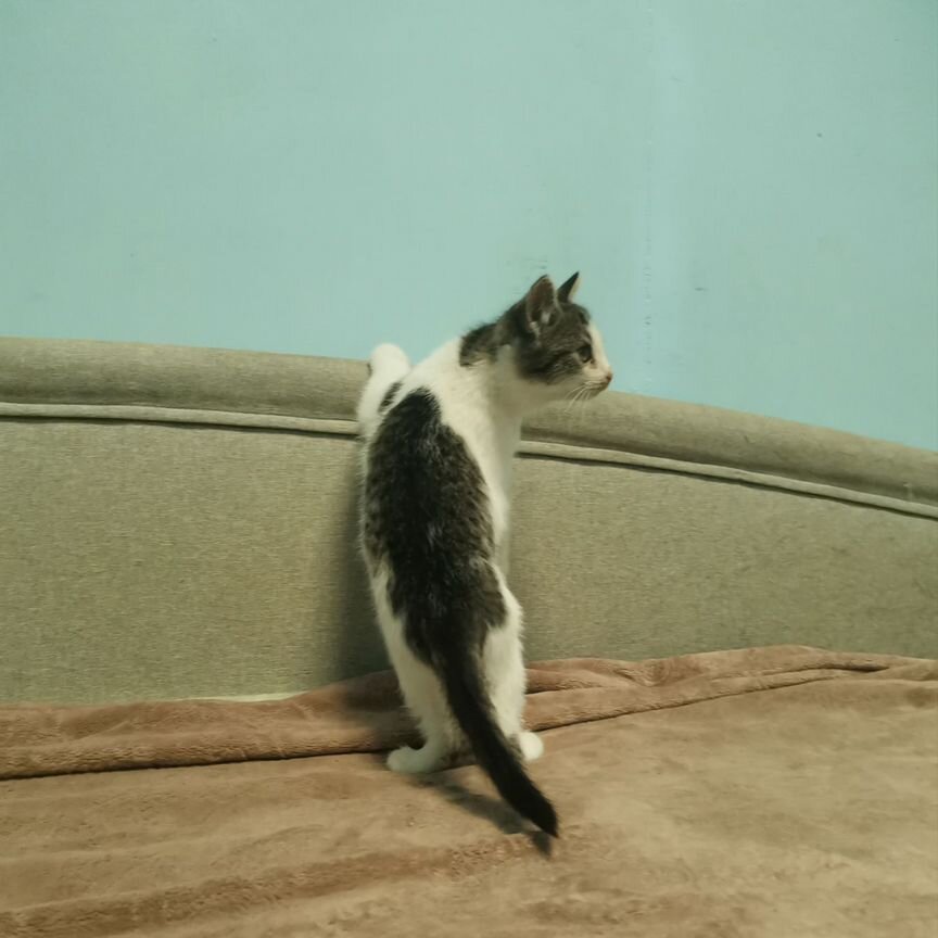 Котенок мальчик в добрые руки