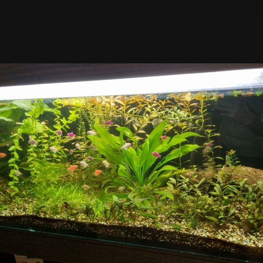 Аквариум с тумбой 450 литров