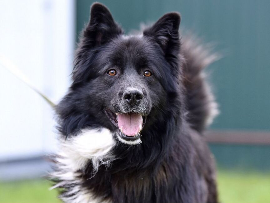 Миша, красивый лохматый пёс