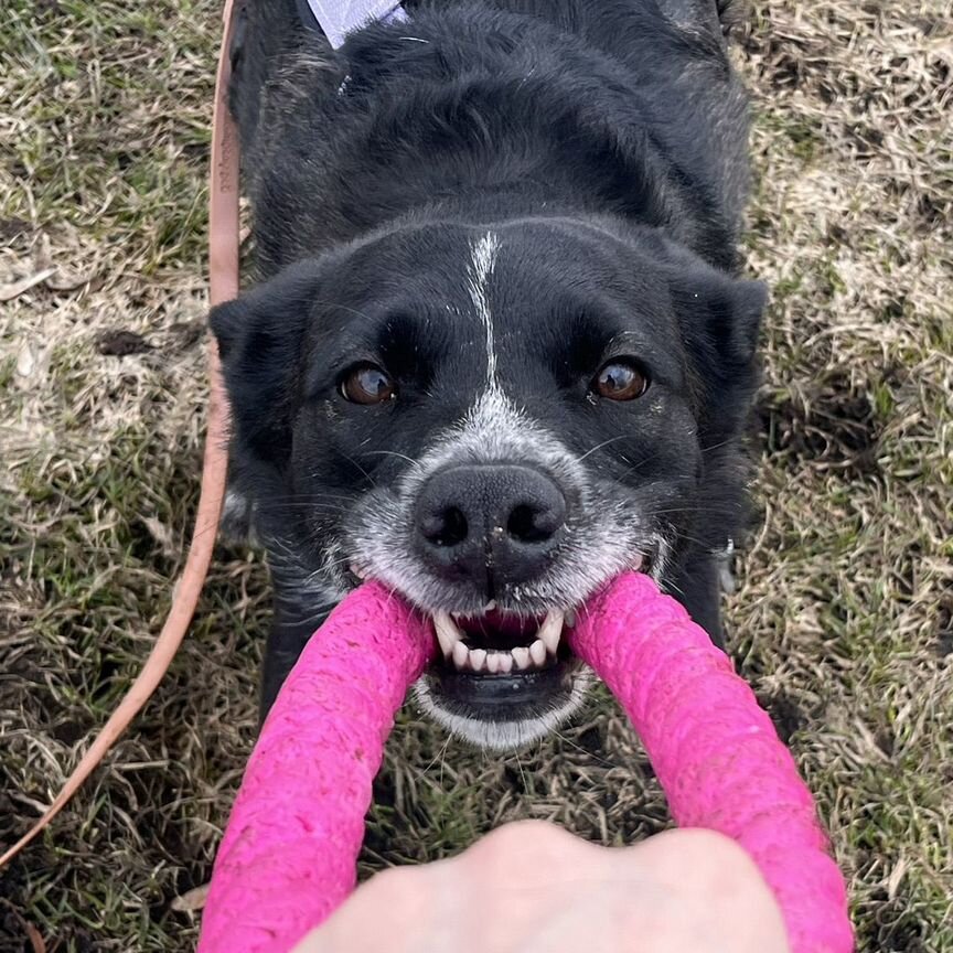 Бордер-колли, щенок