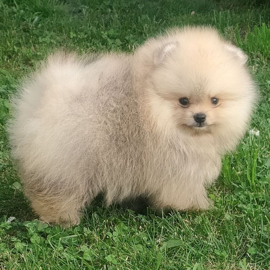 Померанский шпиц, щенок