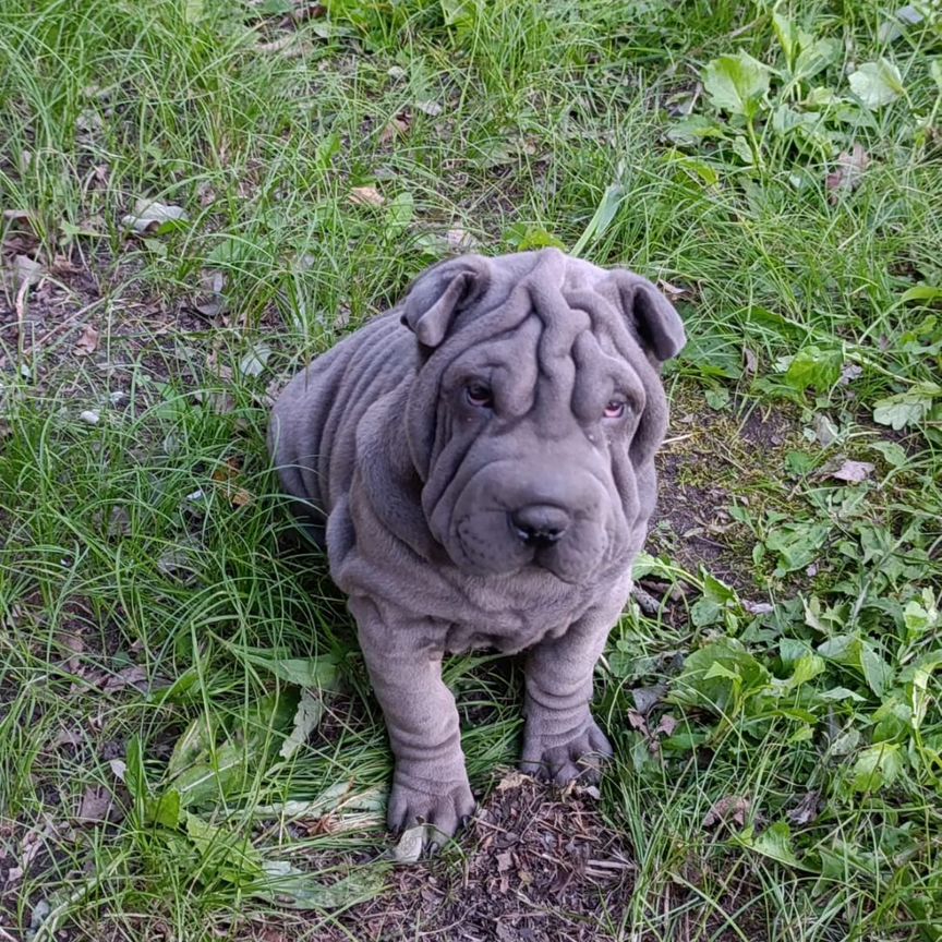 Шарпей. Щенки шарпеюшки
