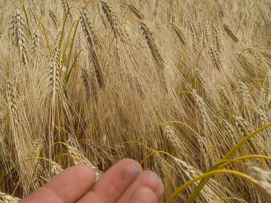 Продам зерно ячмень и пшеницу