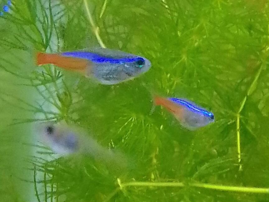 Рыбки неоны