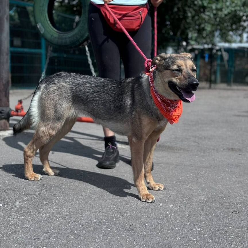 Собака в добрые руки отдам бесплатно