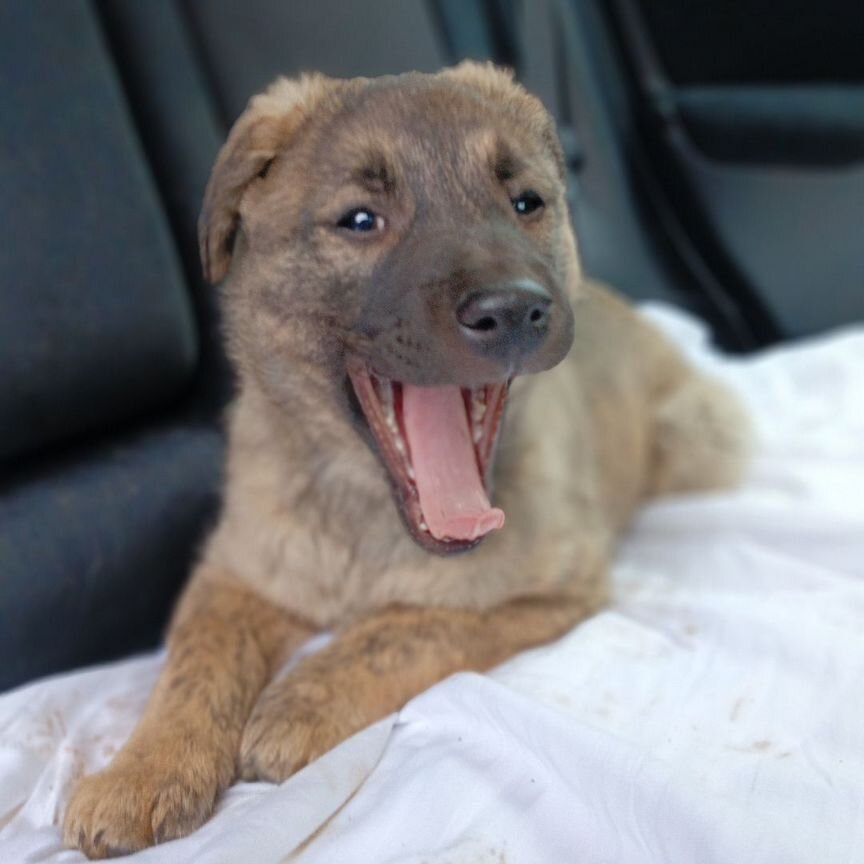 Мальчик щенок в добрые руки