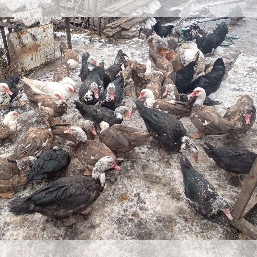 Мускусные утки тяжелые линии