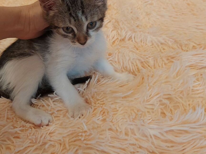 Котенок в дар 1,5 мес мальчик привезу