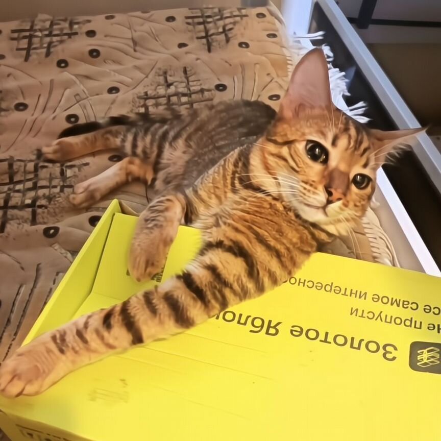 Тойгер, взрослый кот