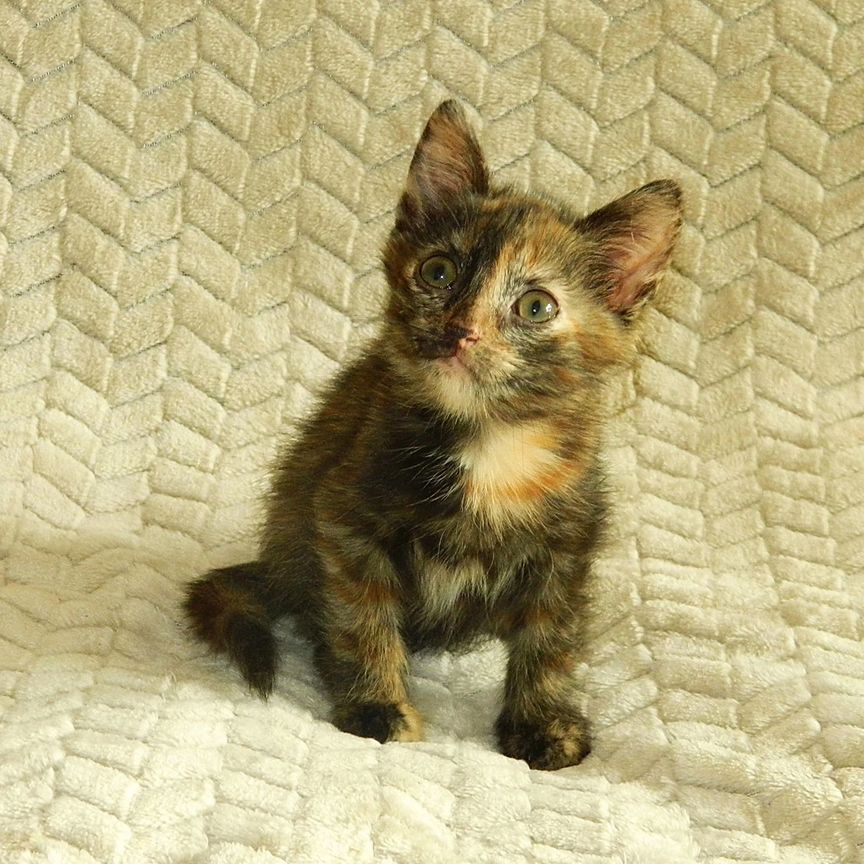 Котенок Картошка ищет дом