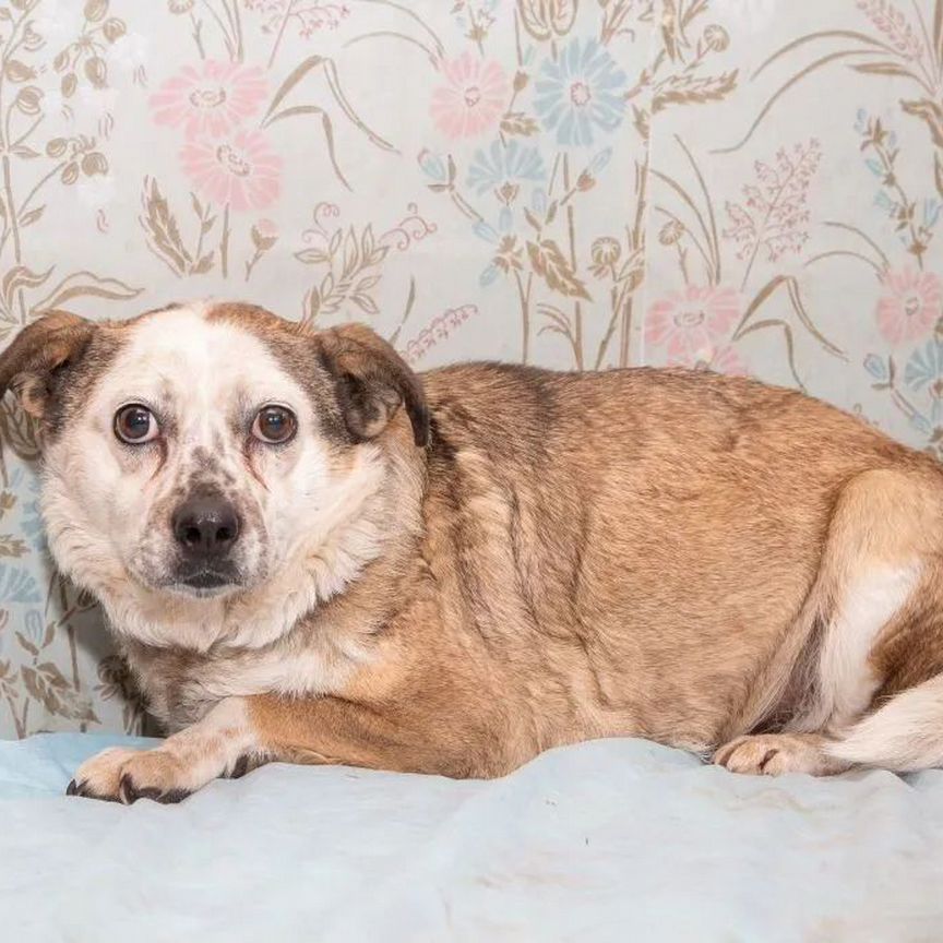 Собачка в добрые руки