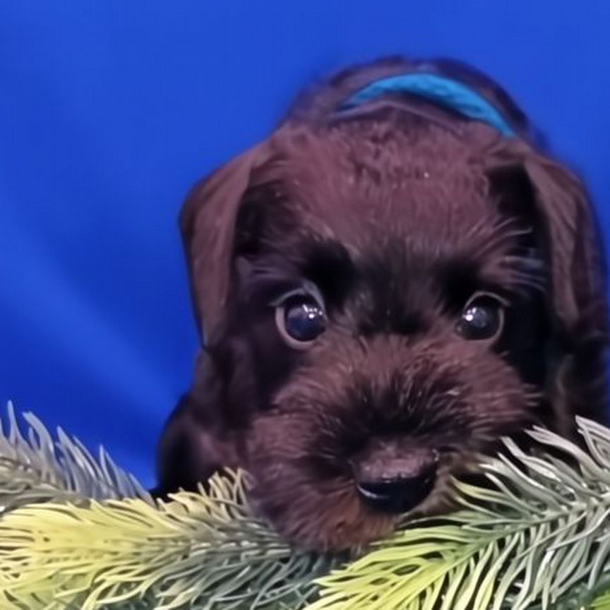 Цвергшнауцер, щенок