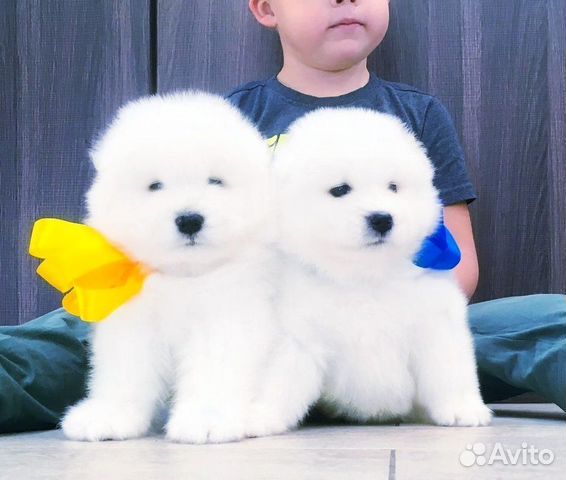 Самоедики - Ласковые Щеночки с документами )