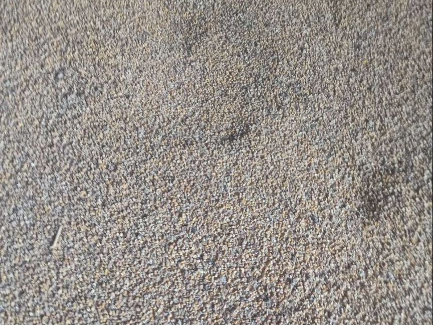 Зерносмесь подсолнечник