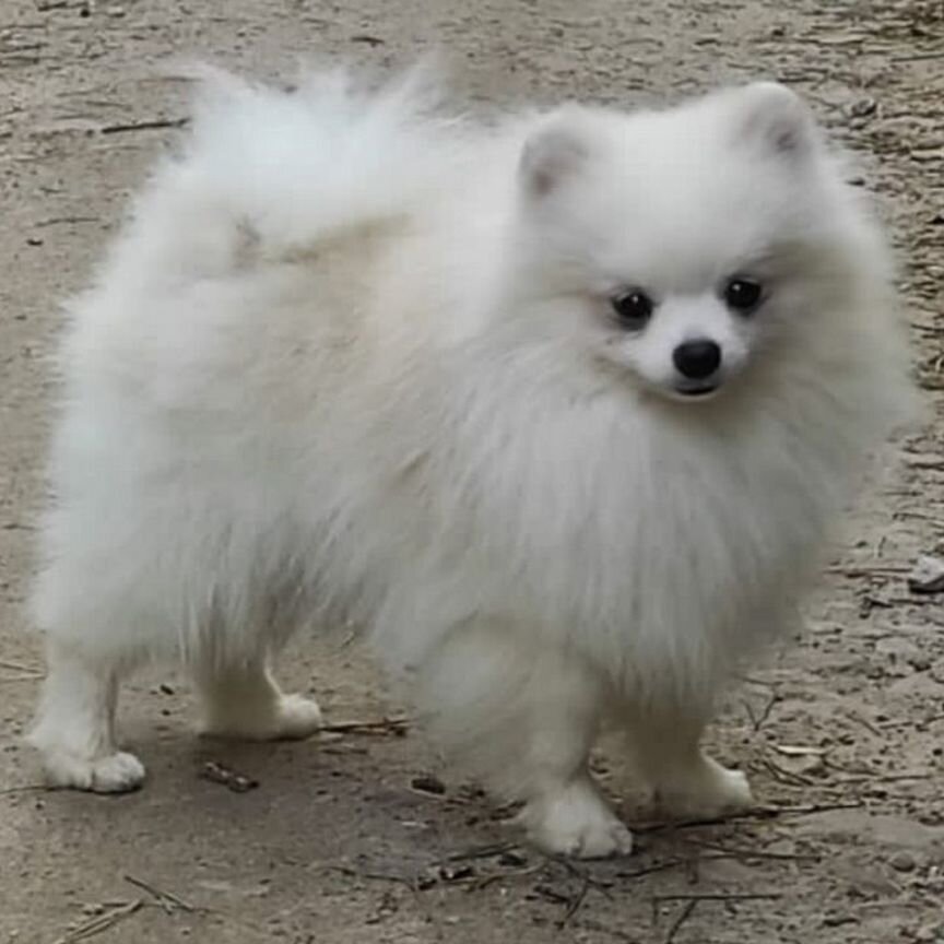 Померанский шпиц, взрослая собака