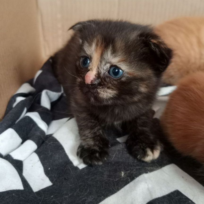 Мейн-кун котёнок