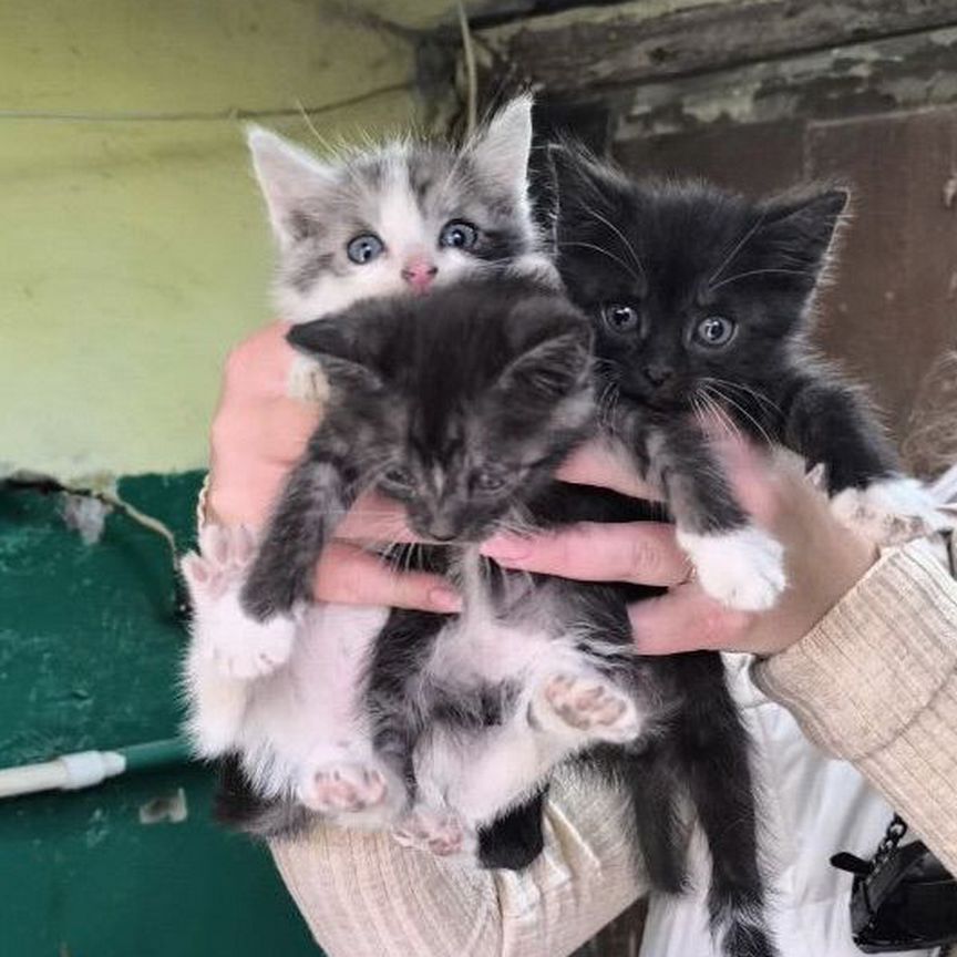 Котята в добрые руки