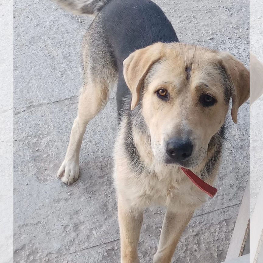 Алабай кобель 11 месяцев