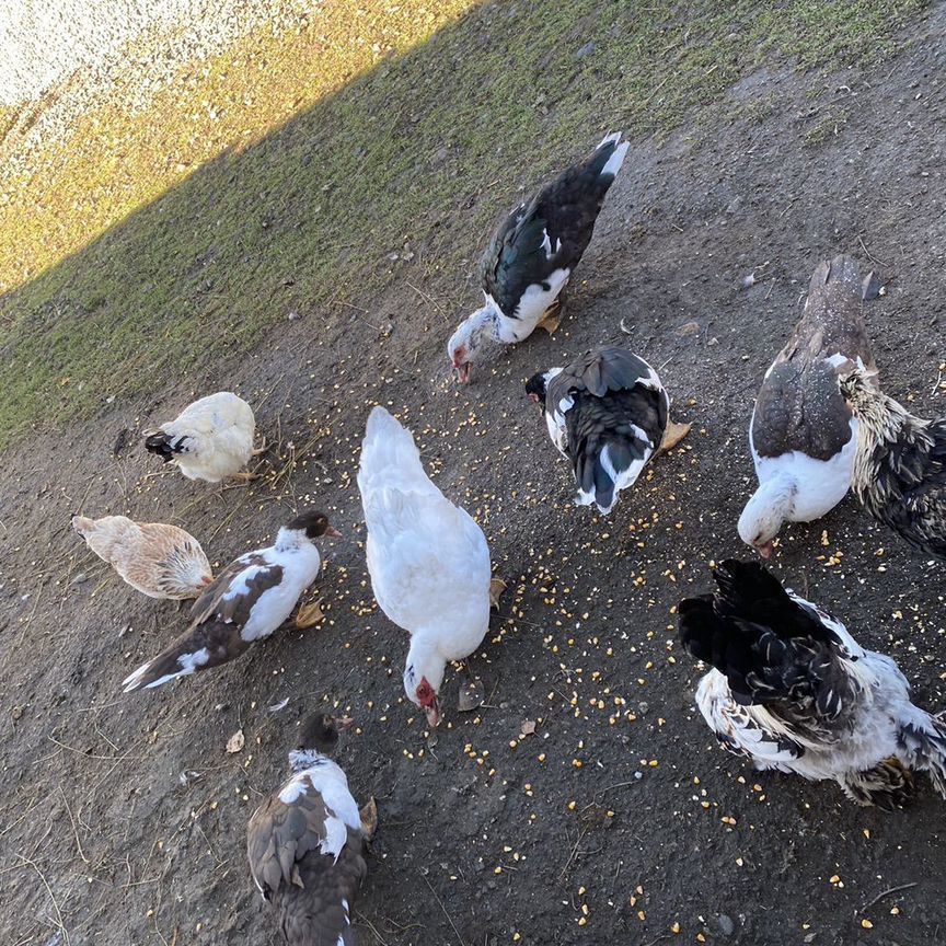 Индоутки тяжелой линии