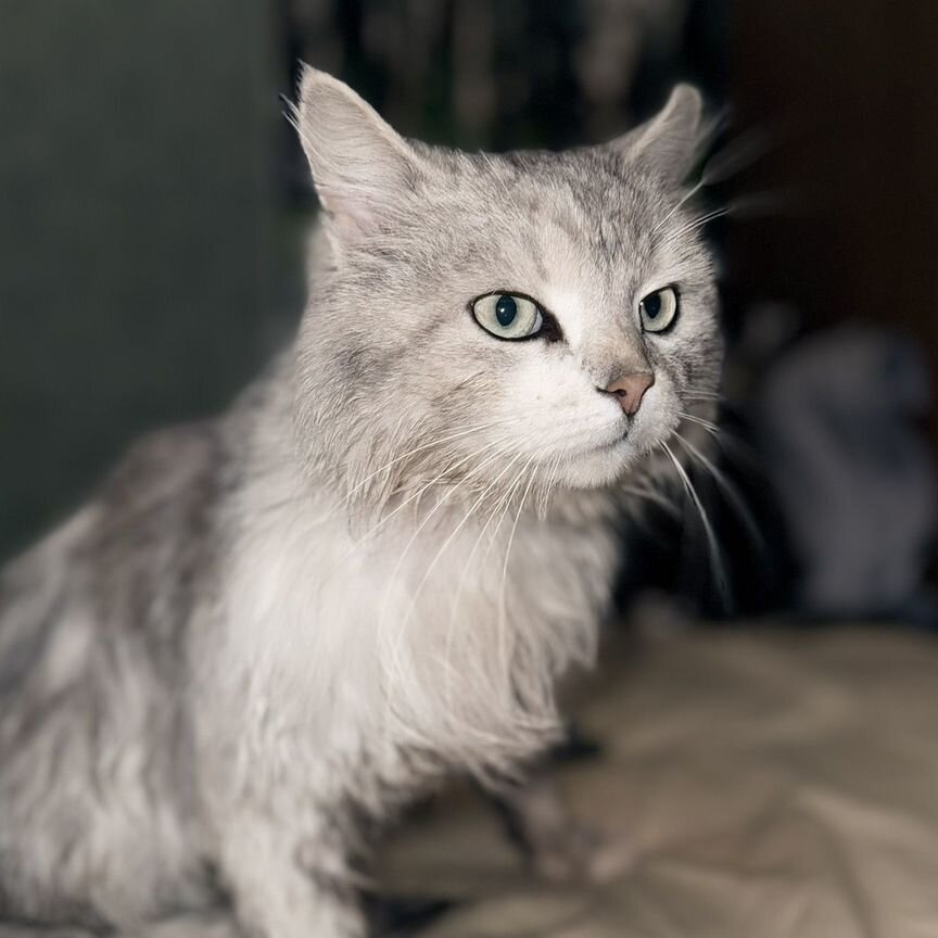 Кошка британская длинношерстная