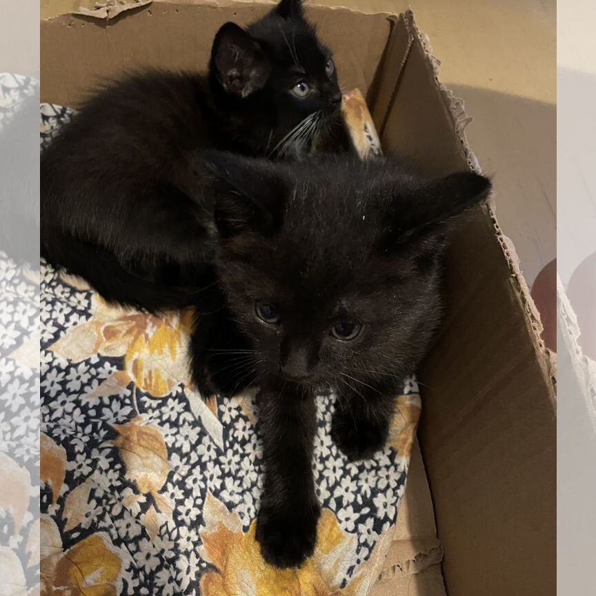 Котята в добрые руки
