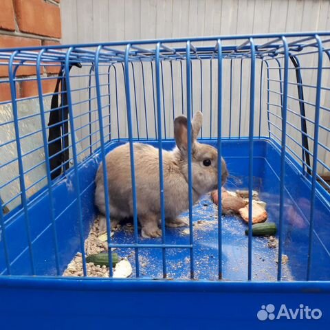 Ручной кролик