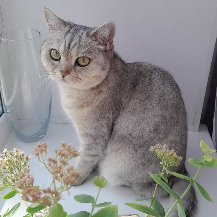 Британская кошечка в поисках семьи