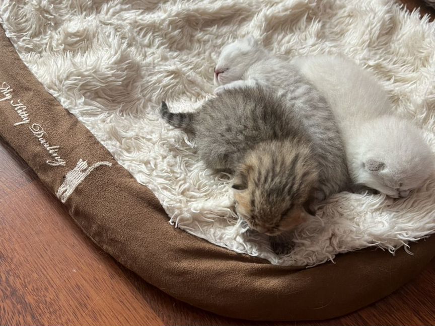 Предлагаются в резерв шотландские котята