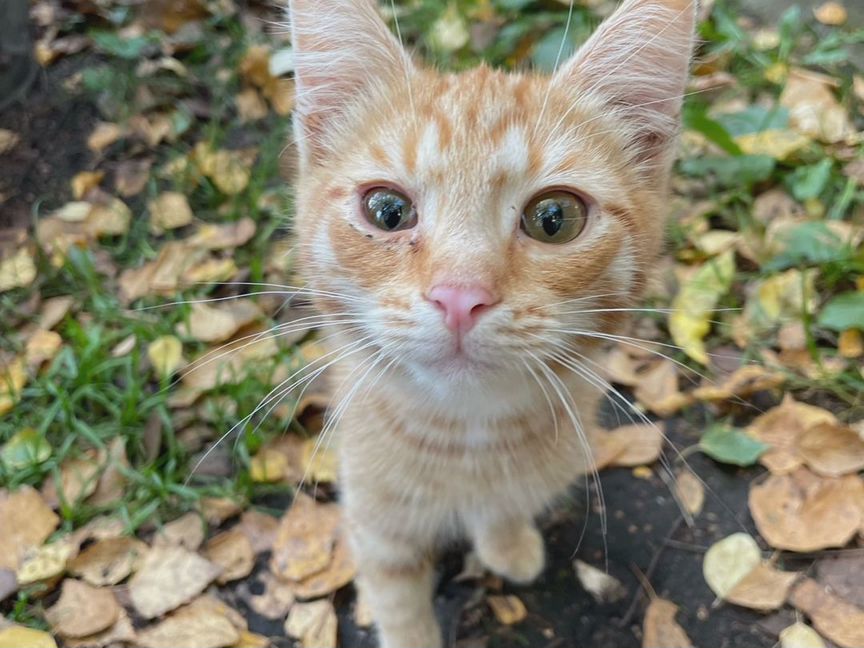 Котенок Рыжик в добрые руки