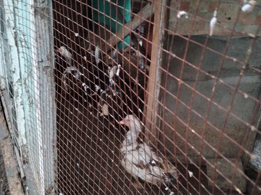 Семья индоуток