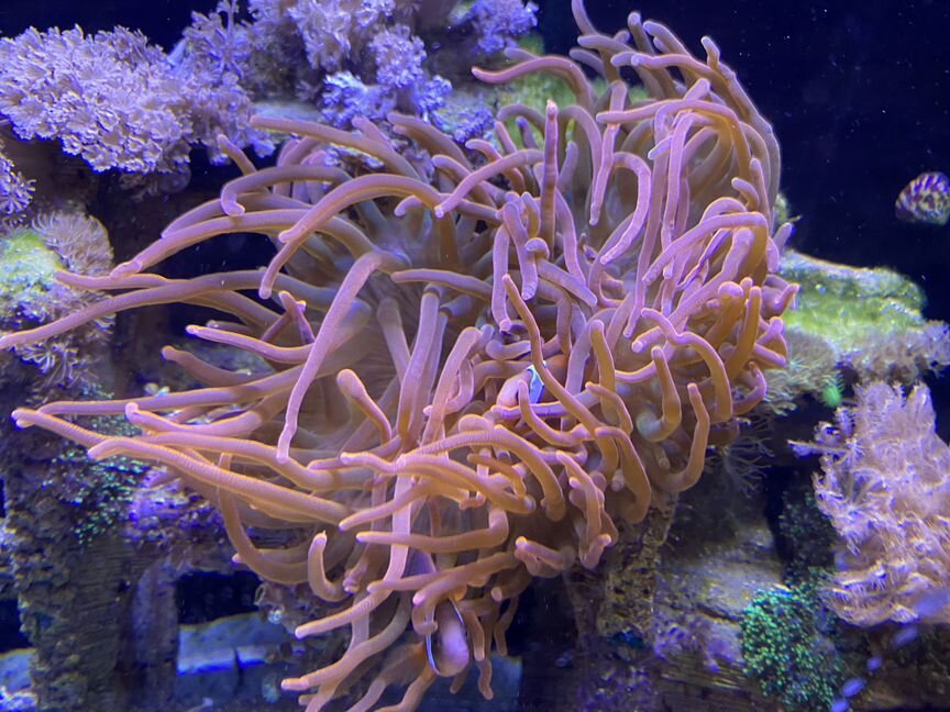 Актиния пузырчатая квадриколор диаметр 20 - 25 см