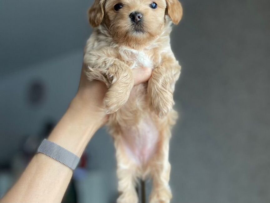 Мальтипу f1 девочка