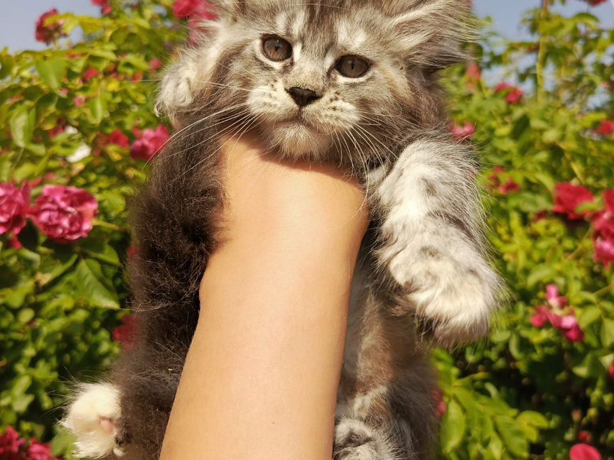 Котята мейн-кун