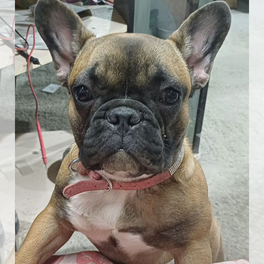 Французский бульдог, взрослая собака