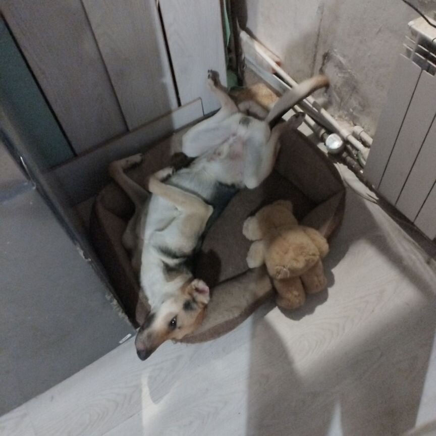 Отдам в добрые руки собаку