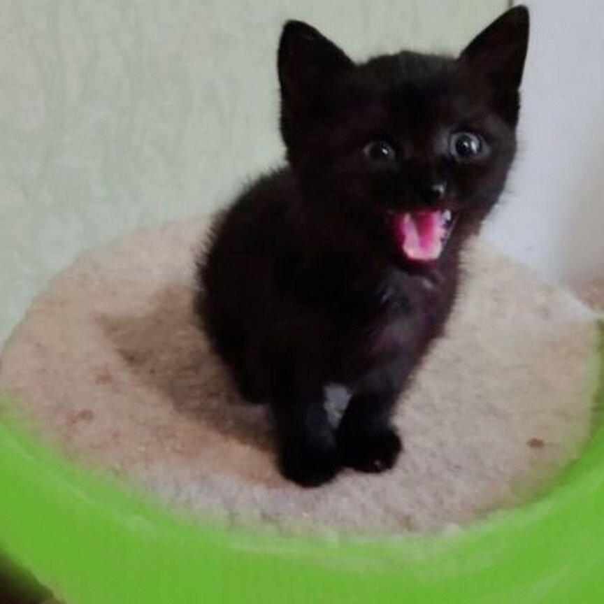 В добрые ручки забавный котик 1,7 мес