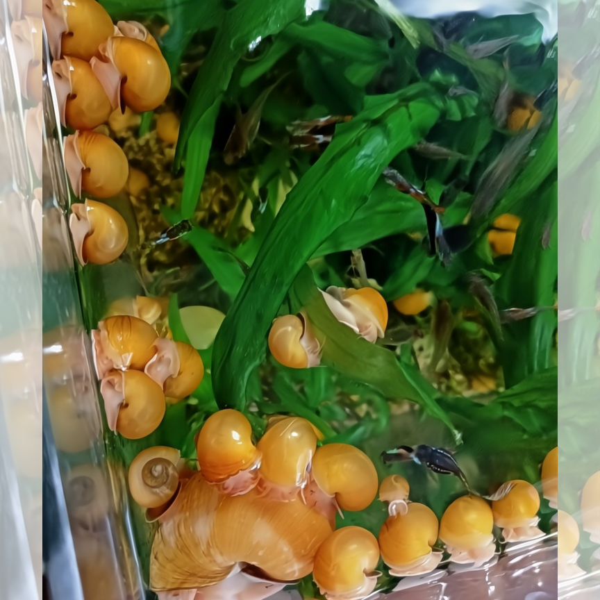 Улитки ампулярии