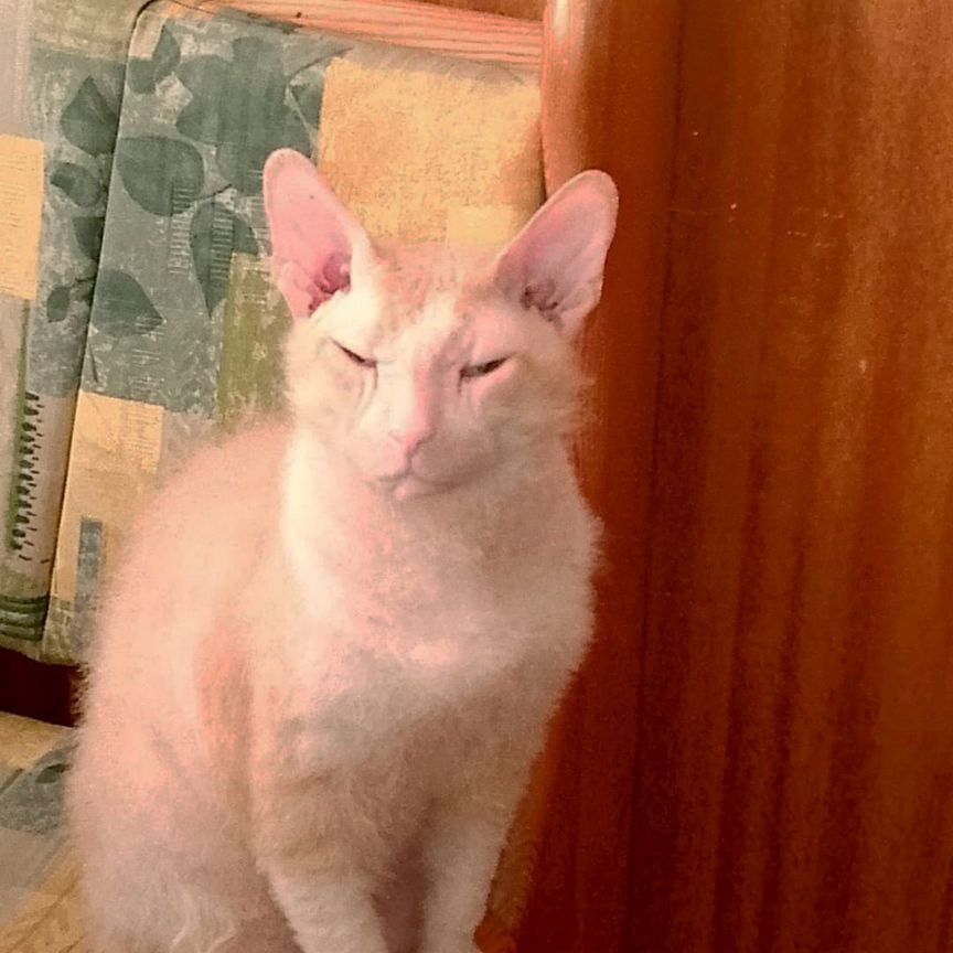 Котик -сфинкс